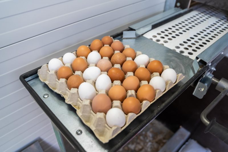 CHICKEN-TRAILER