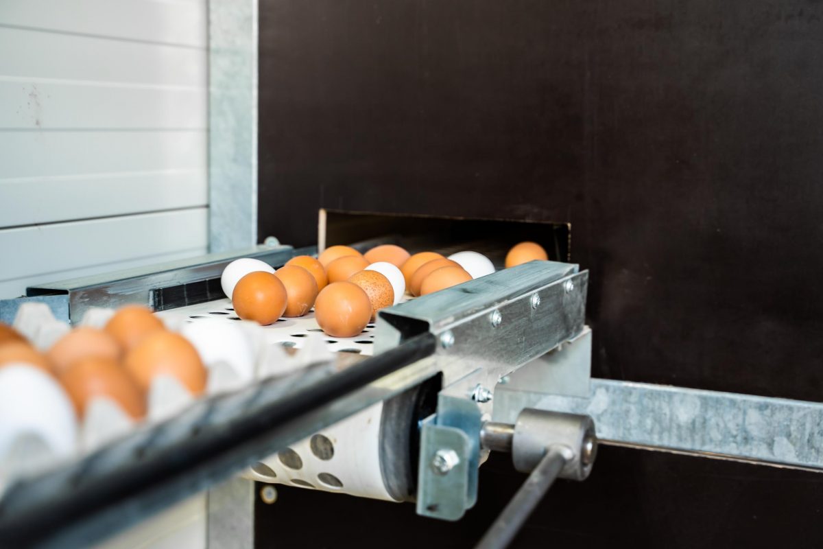 CHICKEN-TRAILER