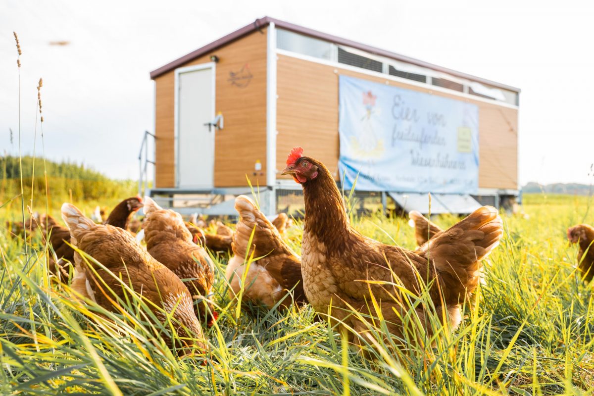 CHICKEN-TRAILER